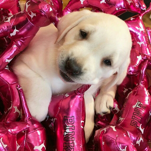 PINK Victoria's Secret | Other | Victorias Secret Pink Mini Dog | Poshmark